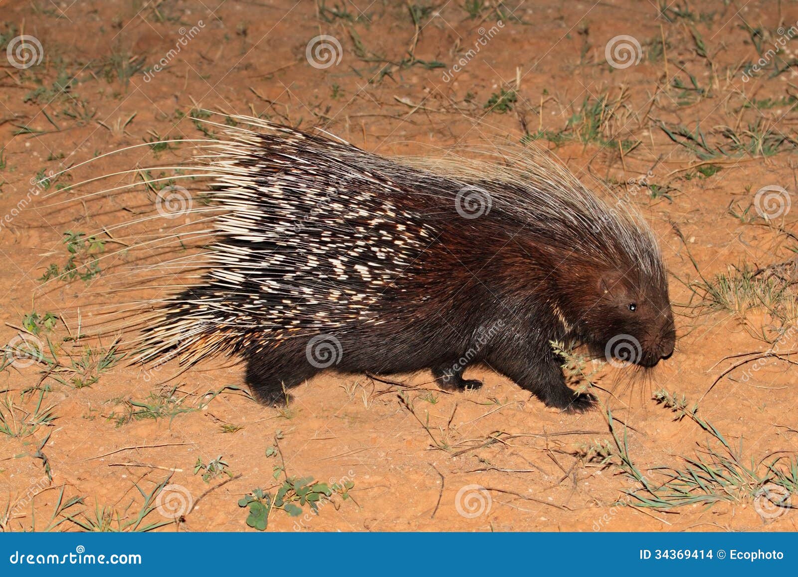 Uddeett piggsvin arkivfoto. Bild av ekologi, södra, sydligt - 34369414