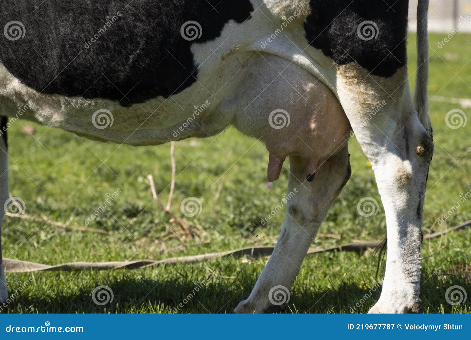 Udder Of Black Cow Royalty-Free Stock Photo | CartoonDealer.com #43611243