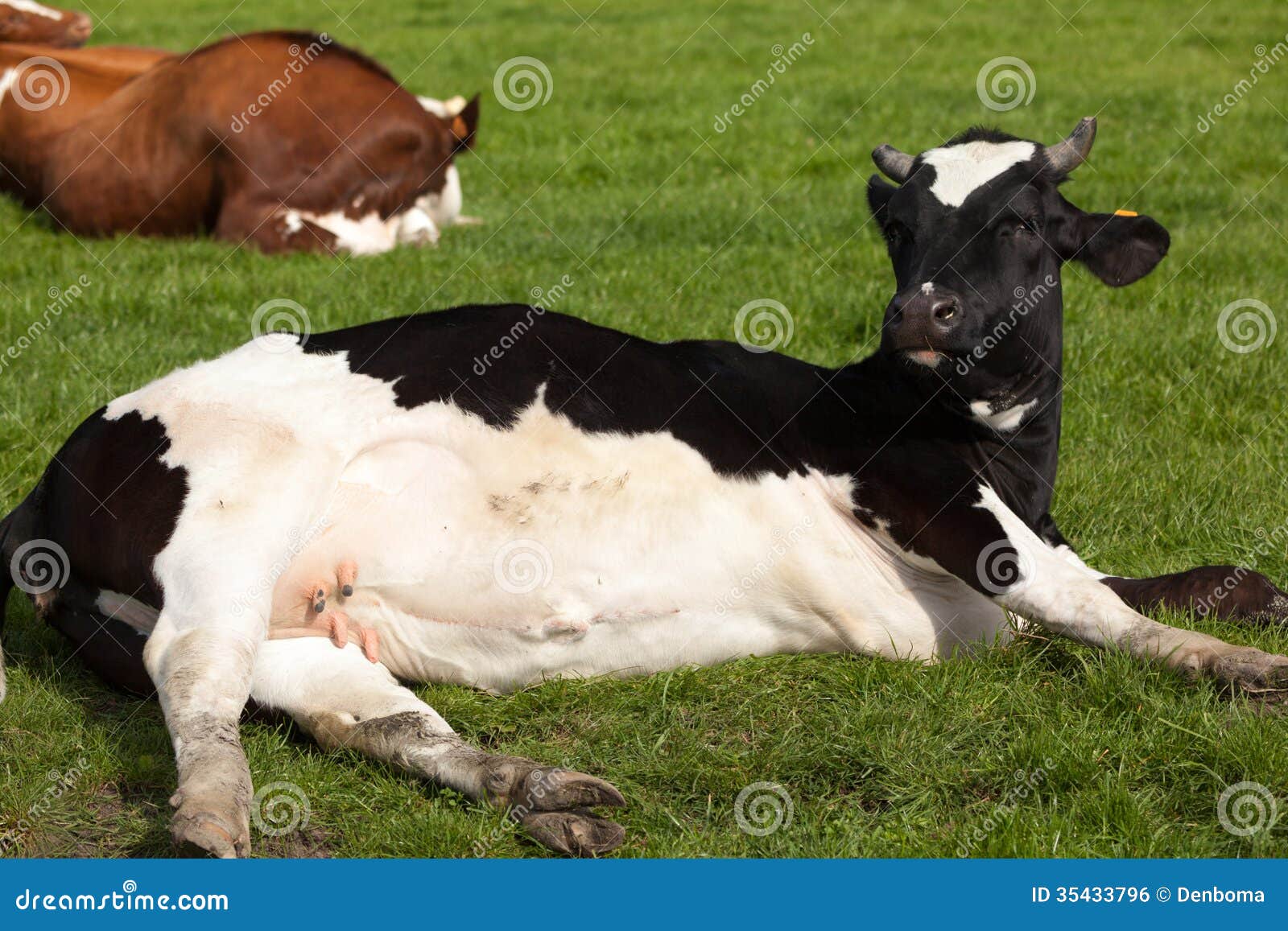 Udder stock photo. Image of nature, field, landscape - 35433796
