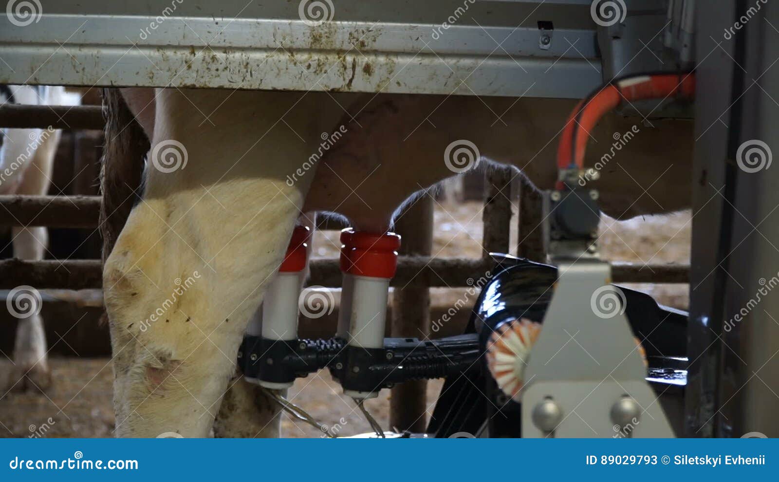 Udder of a Cow during Milking Stock Video - Video of teat, industrial ...