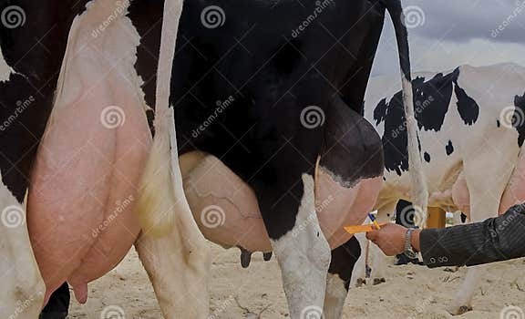 The Udder of Cows on the Farm in the Stall Stock Image - Image of ...