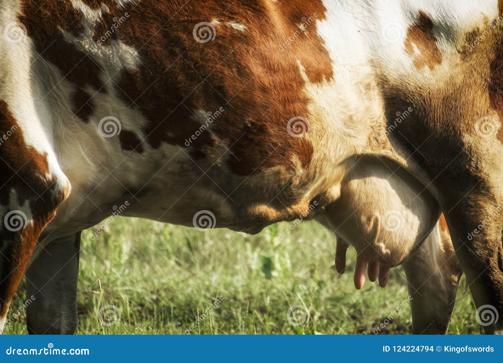 Udder of the dairy cow stock photo. Image of grazing - 124224794