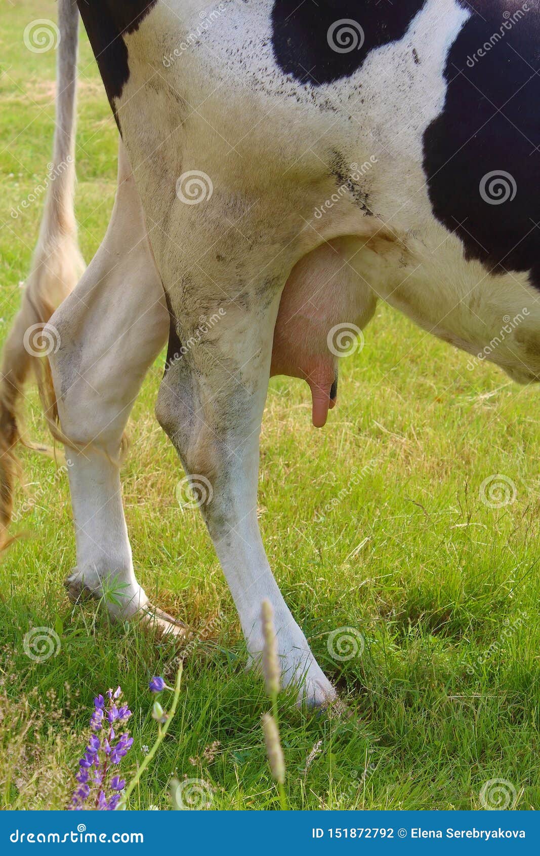 Udder of a dairy cow. stock photo. Image of grass, animal - 151872792