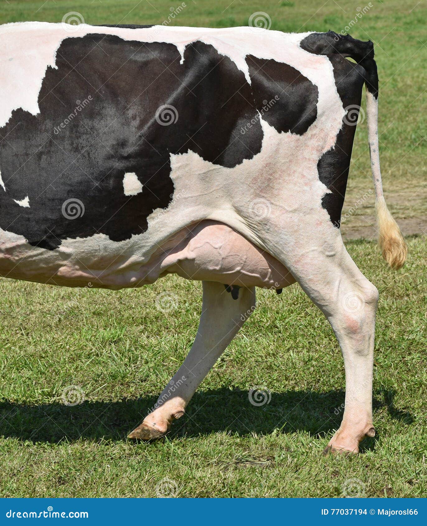 Dairy Cow Udder
