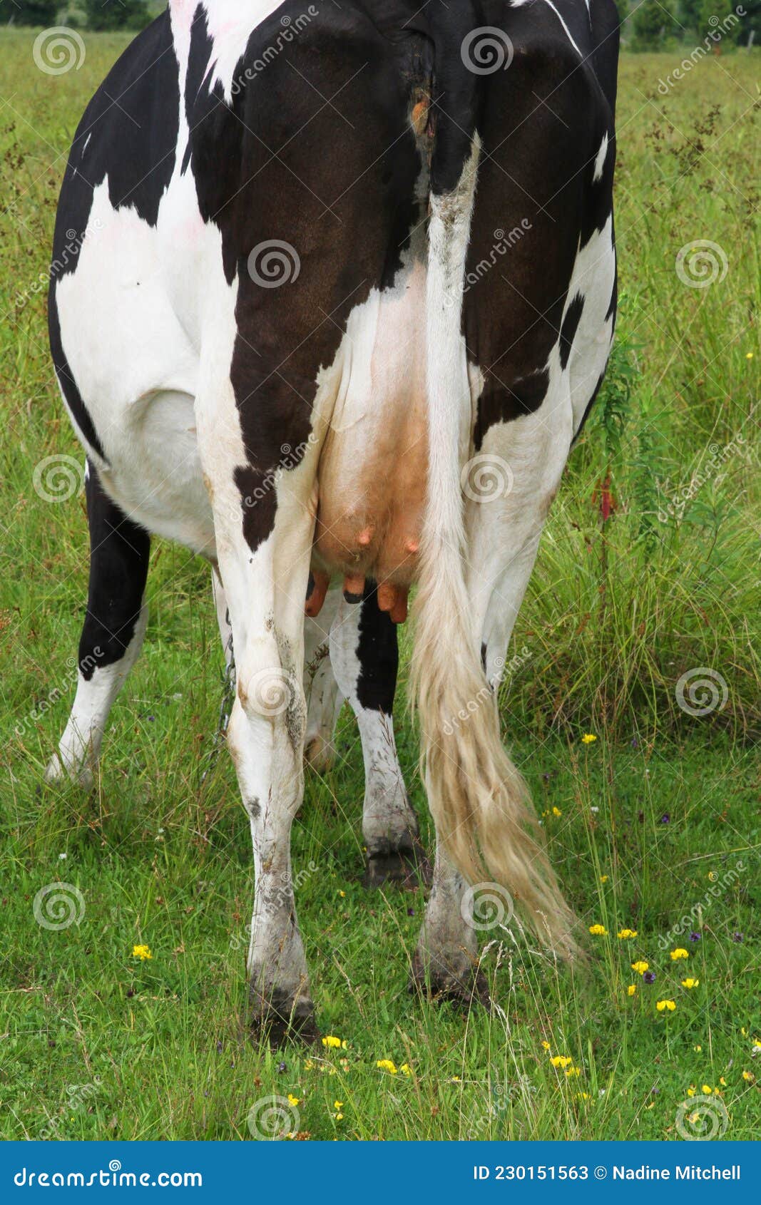 Udders of Black and White Cow Stock Image - Image of livestock, dairy ...