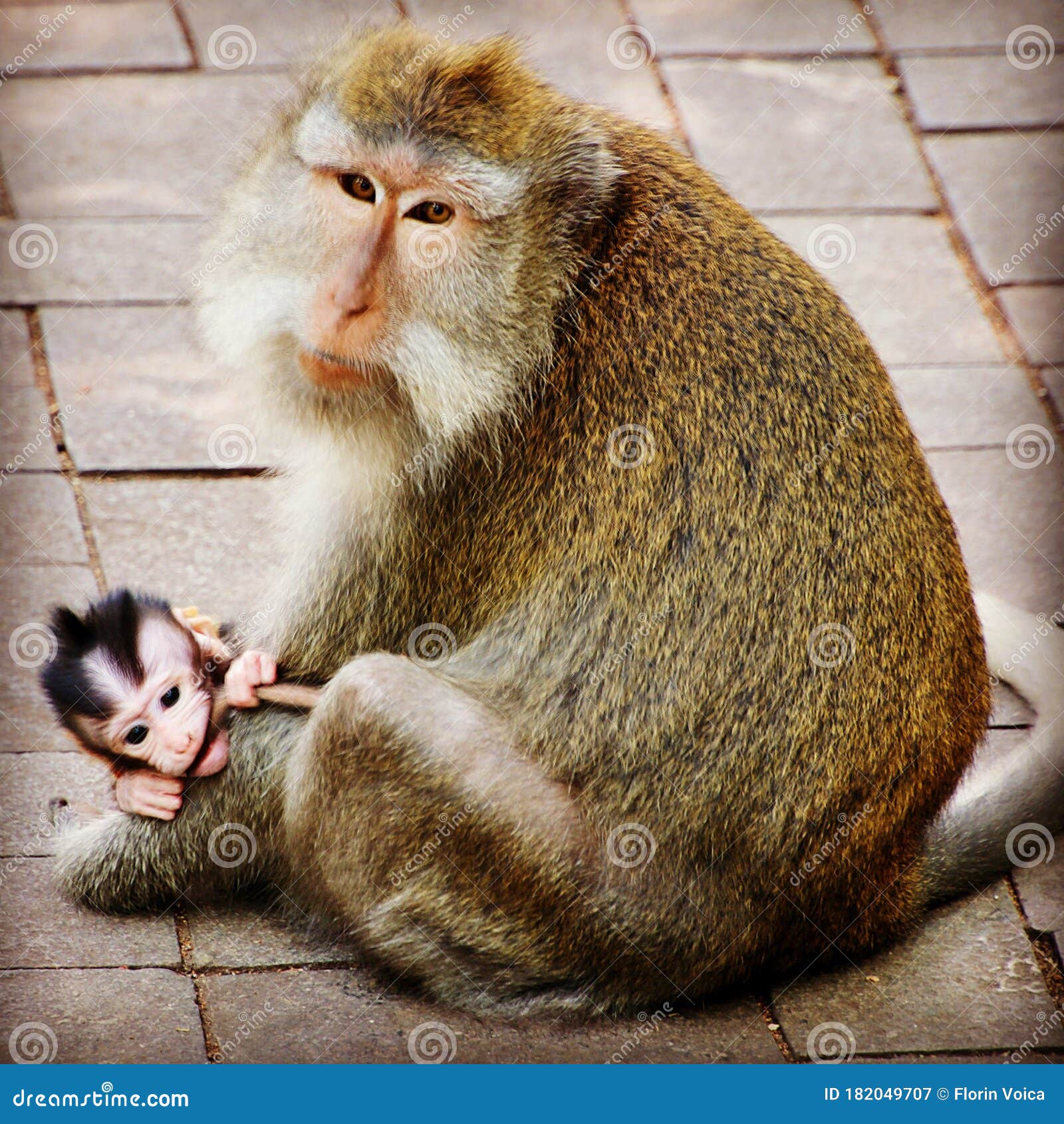 Sacred Monkeys In A Stupa At Swayambhunath Monkey Temple - Kathmandu ...