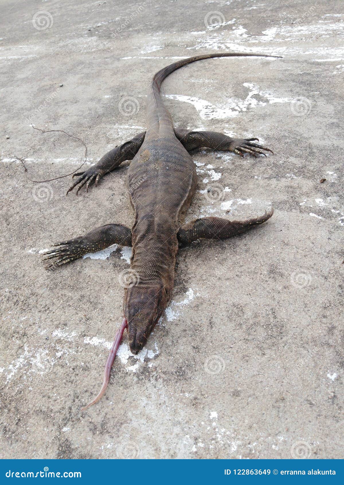 Udumu stock image. Image of udumu, areas, inthe, animal - 122863649