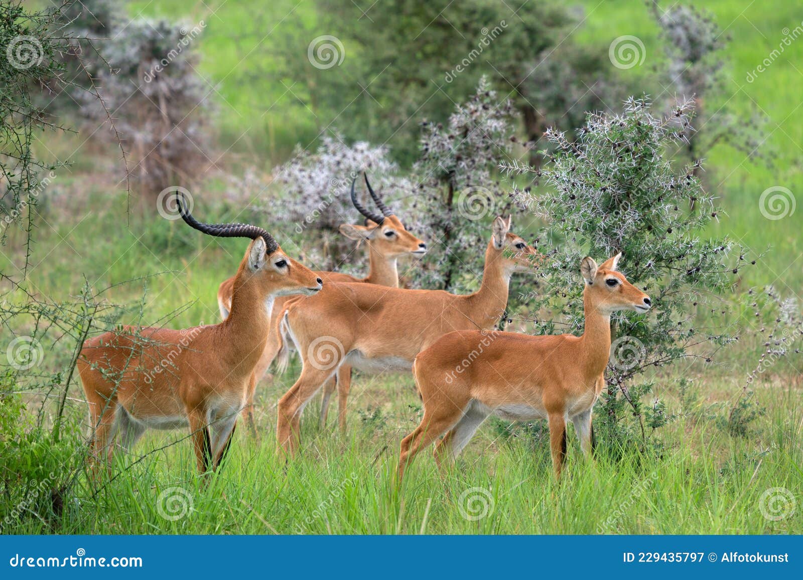 Uganda Kob, Kobus thomasi stock image. Image of ecosystem - 229435797