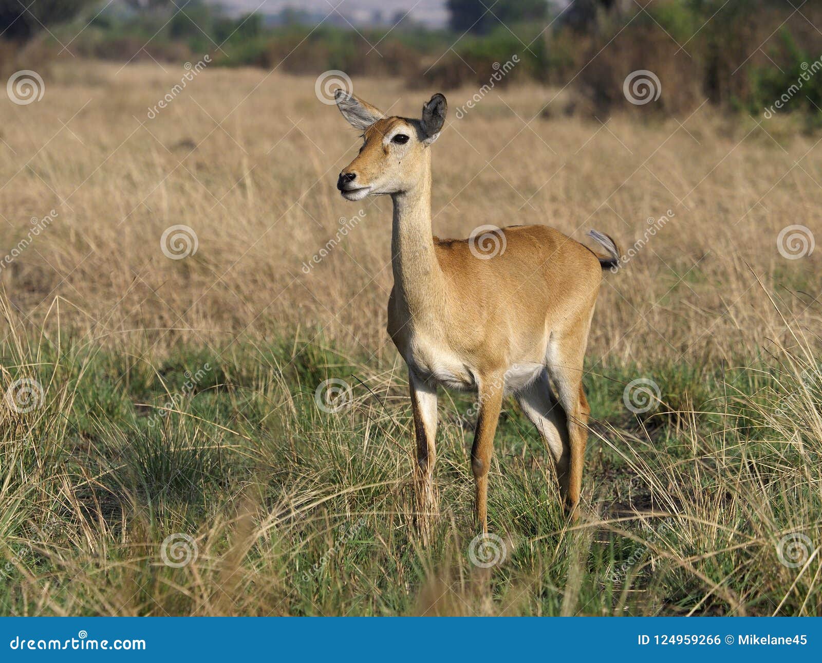 Uganda Kob, Kobus Kob Thomasi Stock Photo - Image of thomasi, nature ...