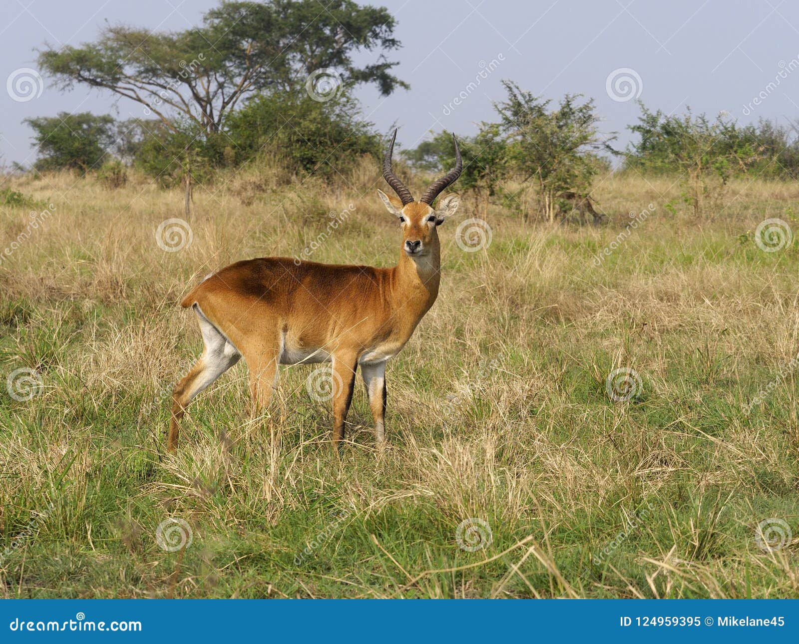 Uganda Kob, Kobus Kob Thomasi Stock Image - Image of uganda, kobus ...