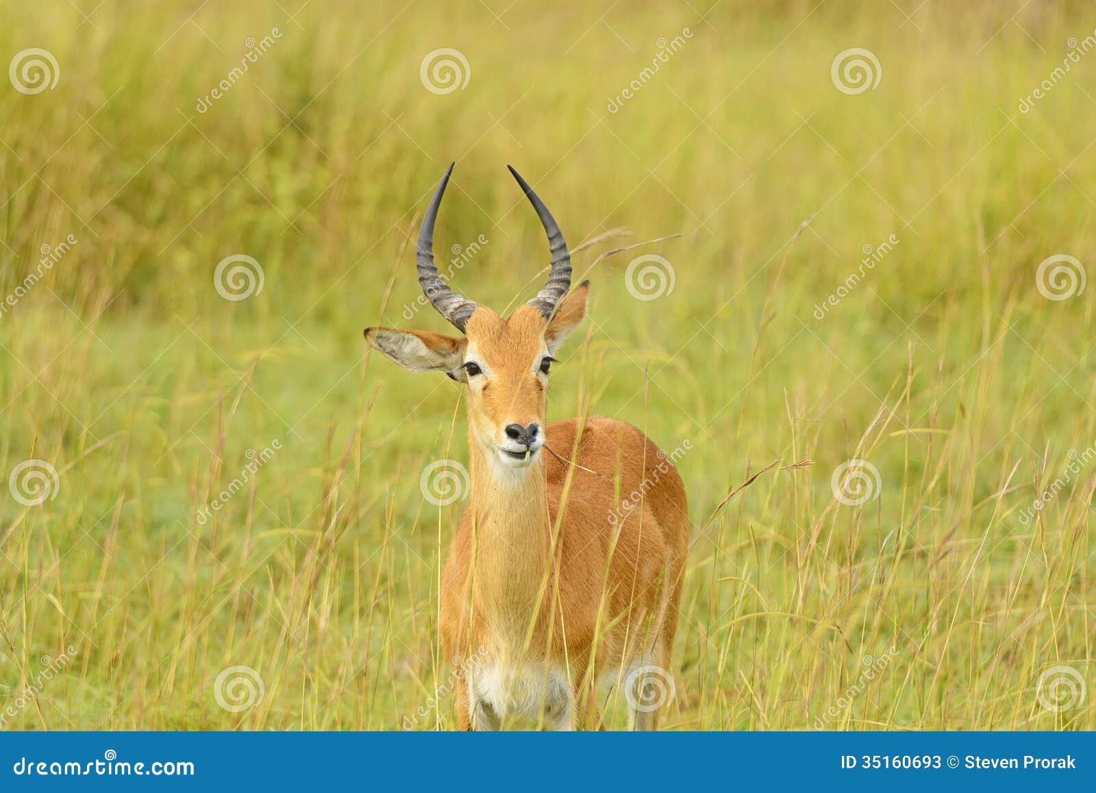 Uganda Kob in the Savannah stock image. Image of wildlife - 35160693