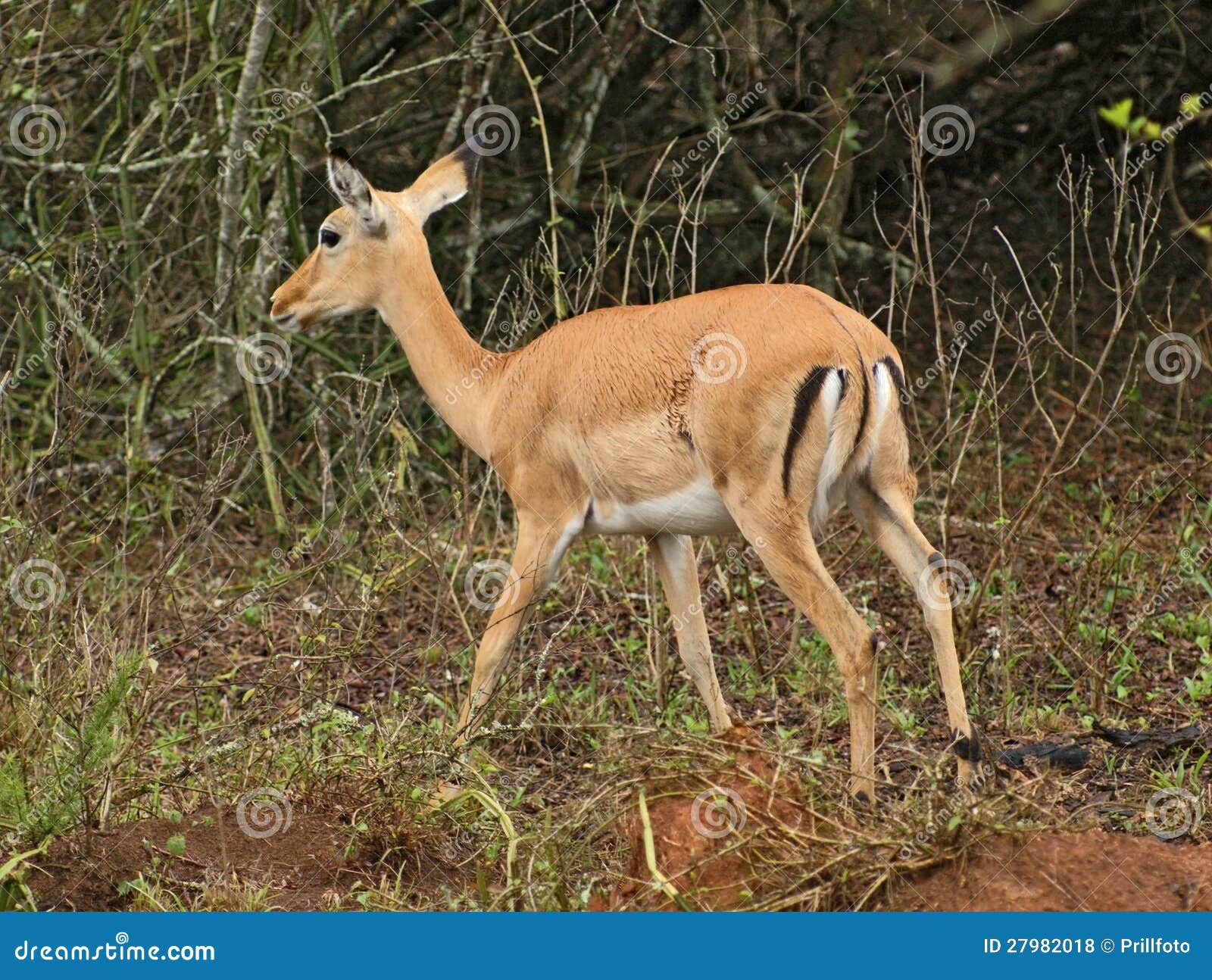 Uganda Kob in Shrubby Ambiance Stock Photo - Image of shrub, vertebrate ...