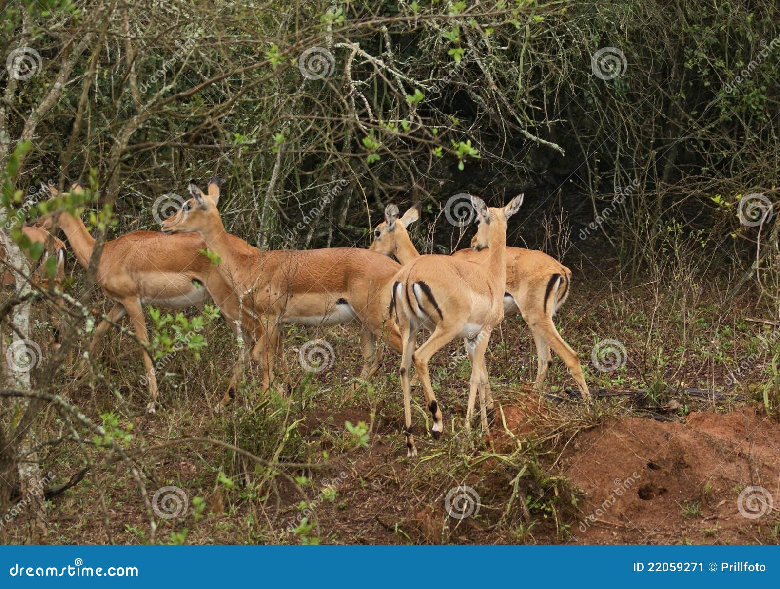 Uganda Kobs in Africa stock image. Image of group, urban - 22059271