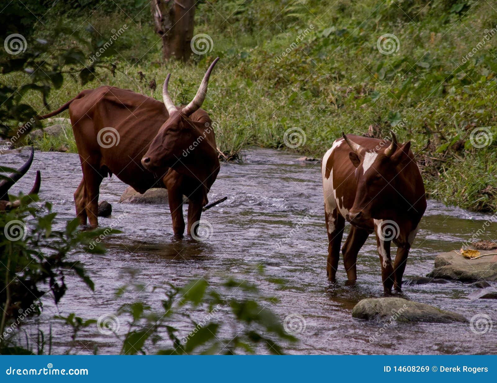 Ugandan Ankole Cows stock image. Image of buhoma, horns - 14608269