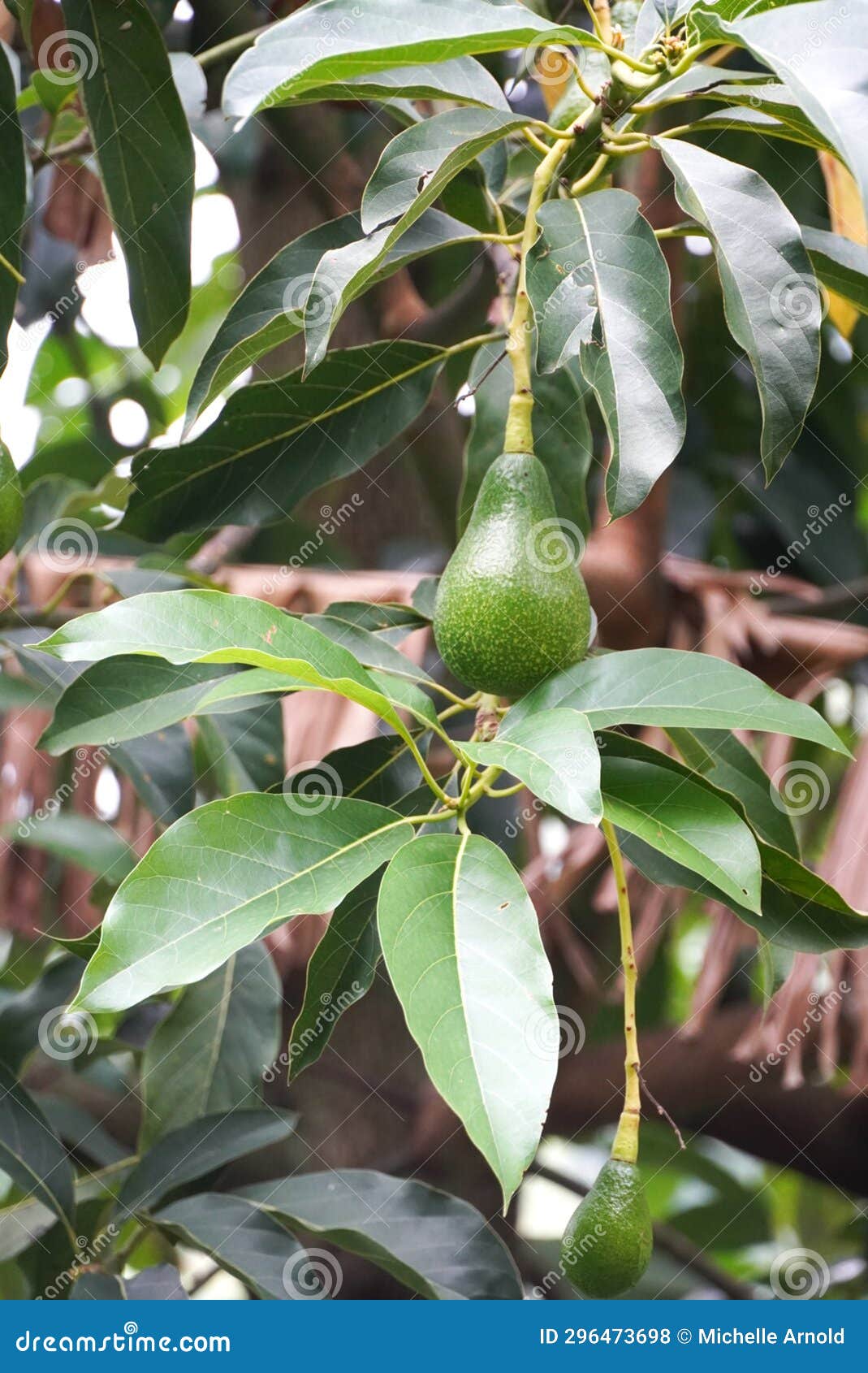 Ugandan Avocado Fruit on the Tree Stock Photo - Image of food, close ...