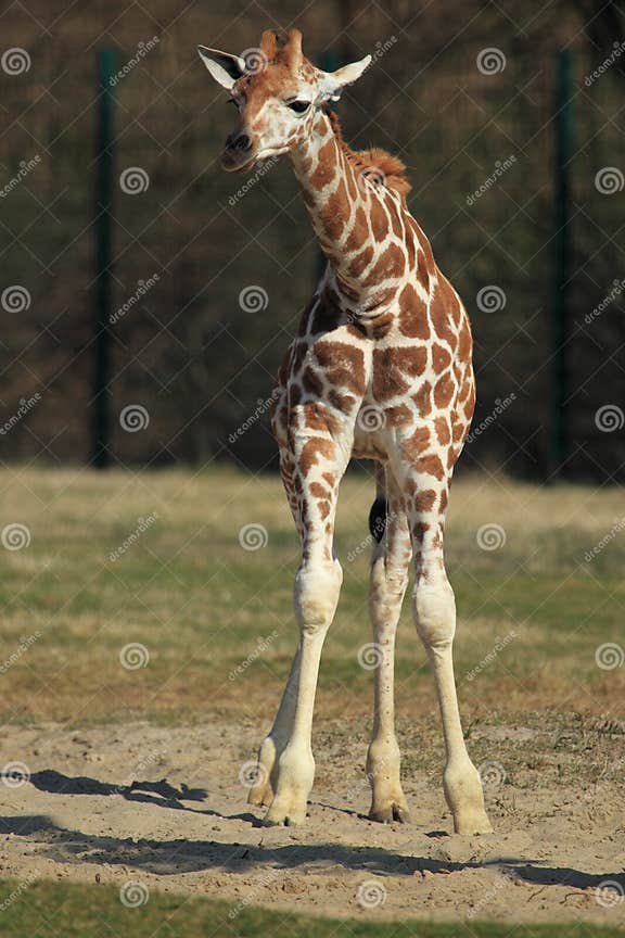 Ugandan giraffe stock image. Image of ugandan, tierpark - 24092293