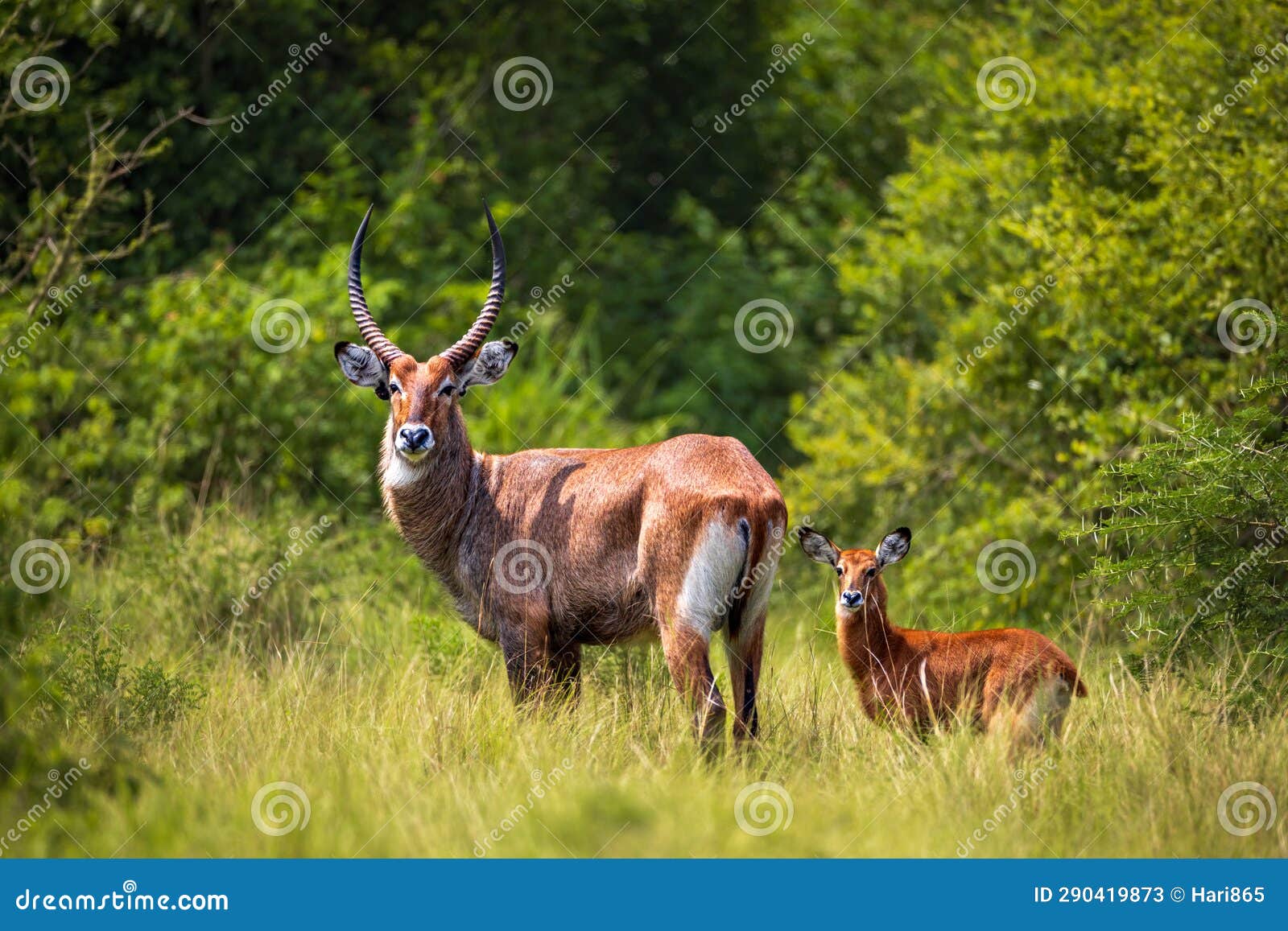 Ugandan Kobus Kobs stock image. Image of herd, camera - 290419873