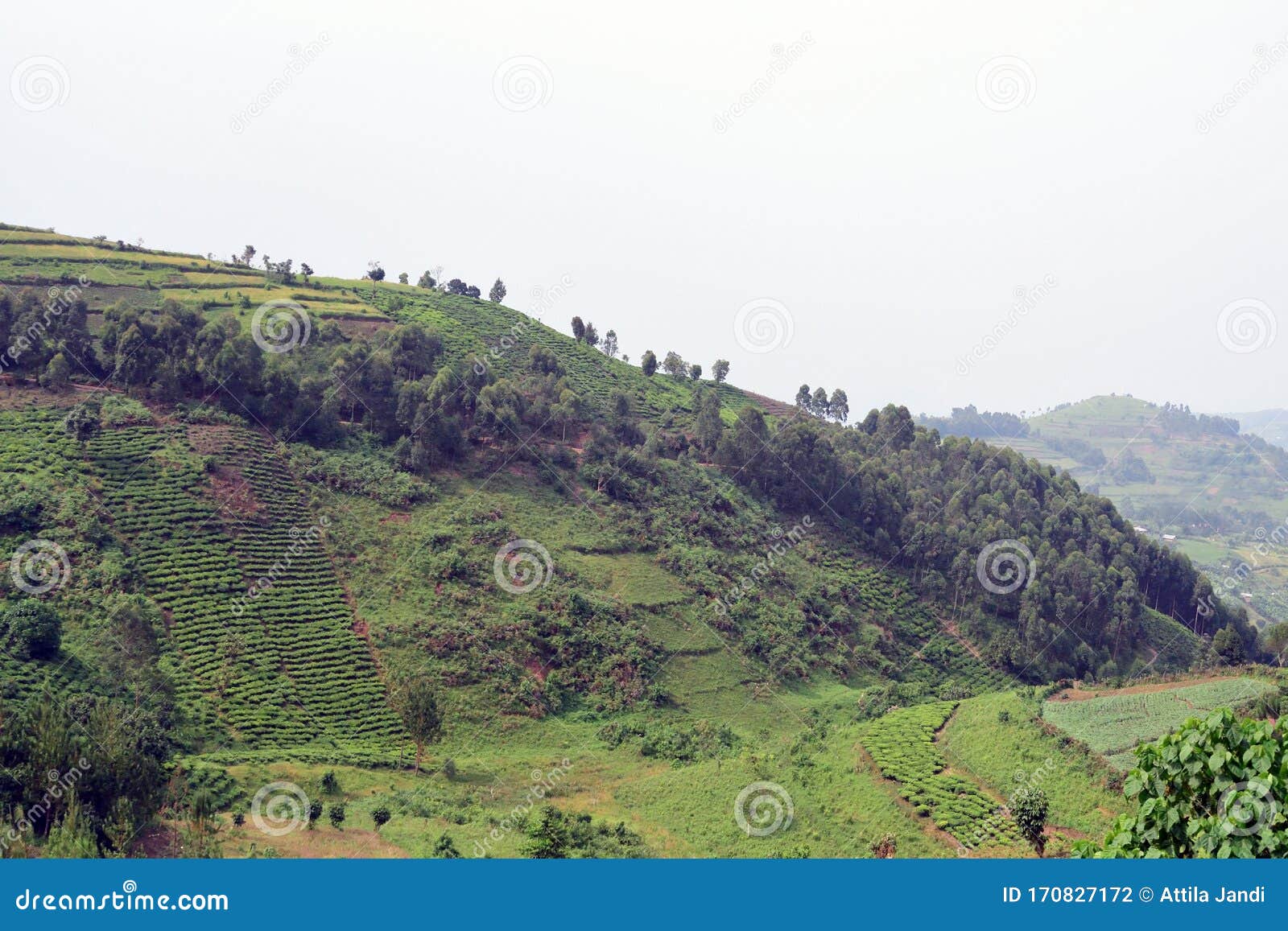 Ugandan landscape stock photo. Image of pass, animal - 170827172