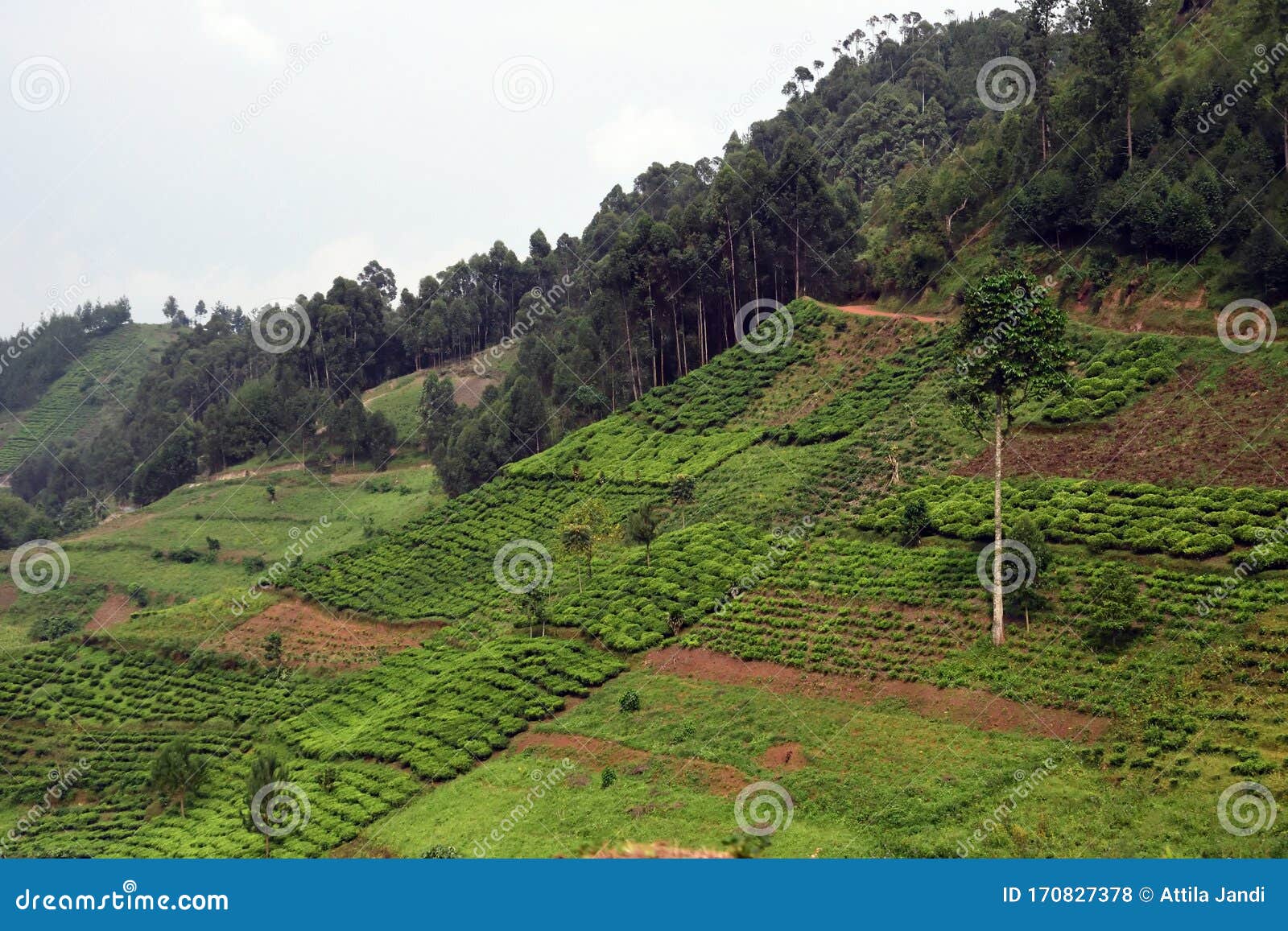 Ugandan landscape stock photo. Image of gorge, mount - 170827378