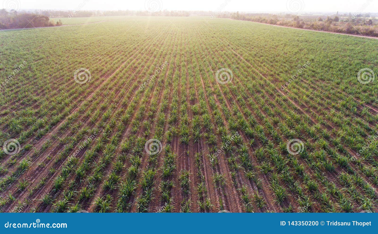 Ugar farm field top view stock photo. Image of background - 143350200