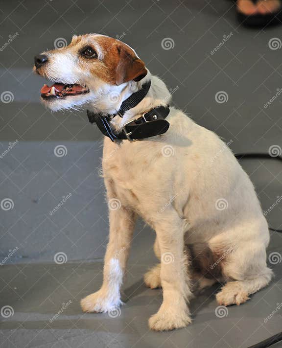 Uggie editorial photography. Image of filmed, paul, academy - 23274272