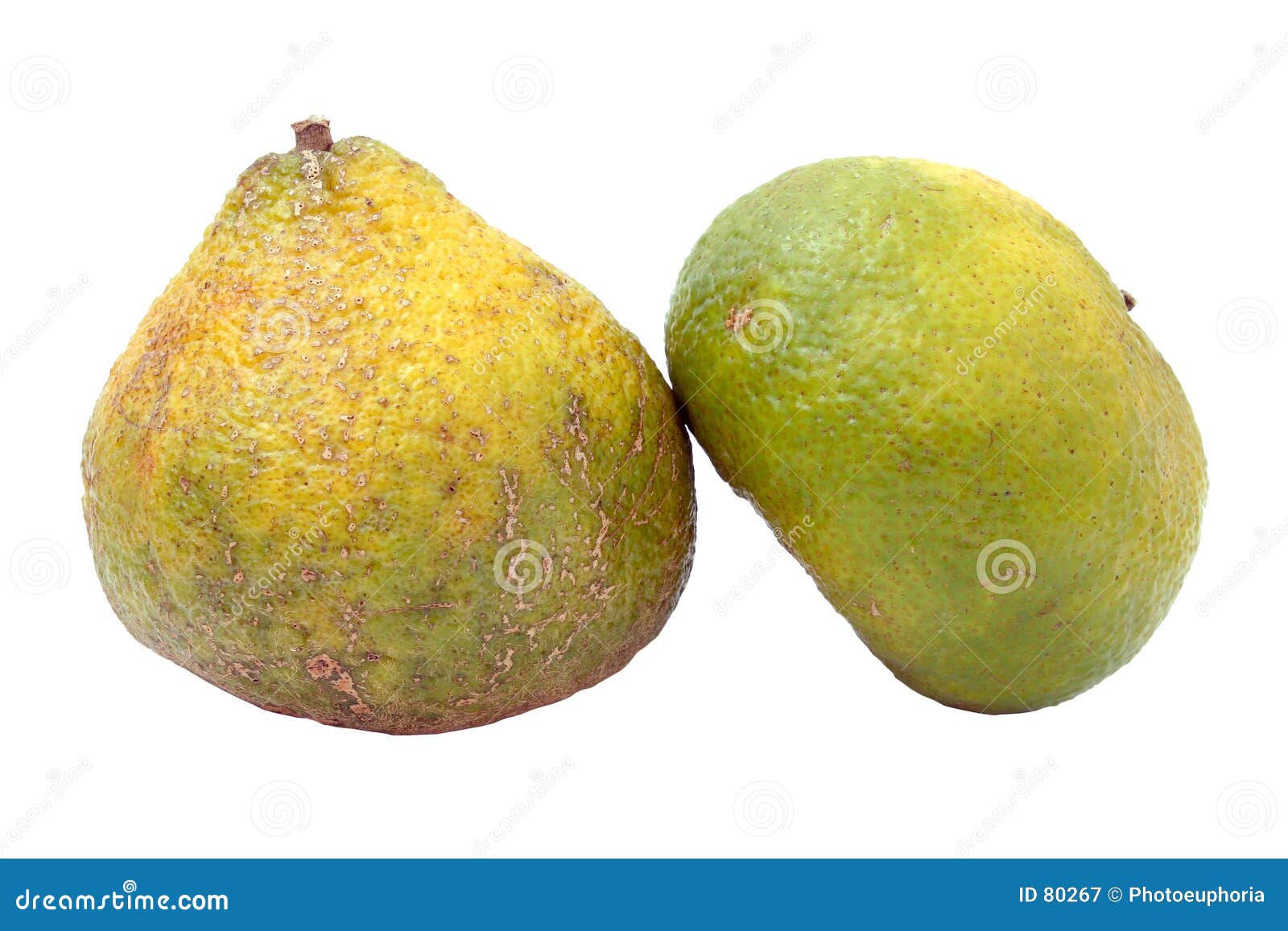 Ugli Fruit Also Called Uniq Fruit Stock Image - Image of uniq, green: 80267
