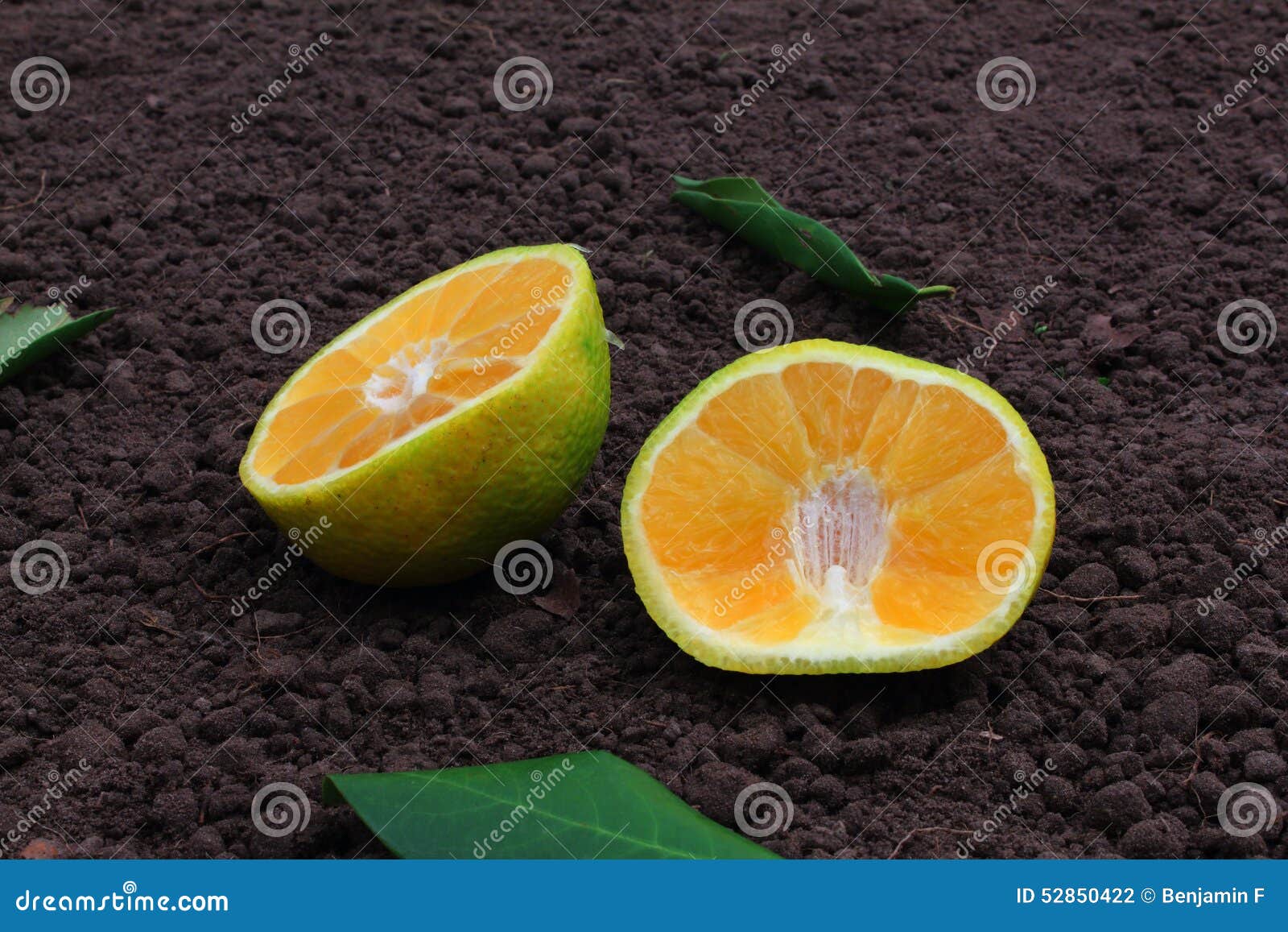 Ugli fruit stock photo. Image of dark, food, natural - 52850422