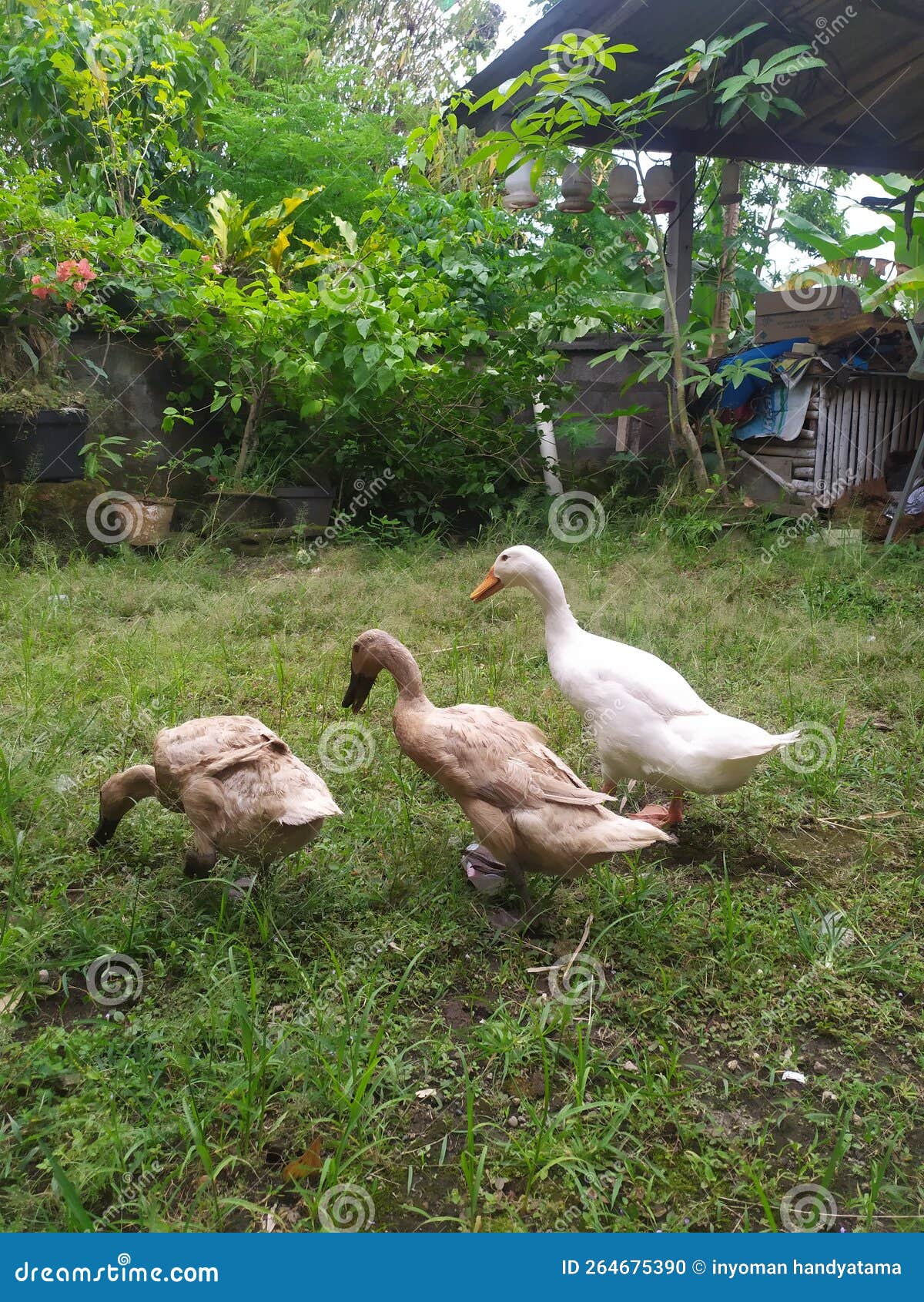 Adult Duck With Many Ducklings Sits On Green Shore Of Pond Royalty-Free ...