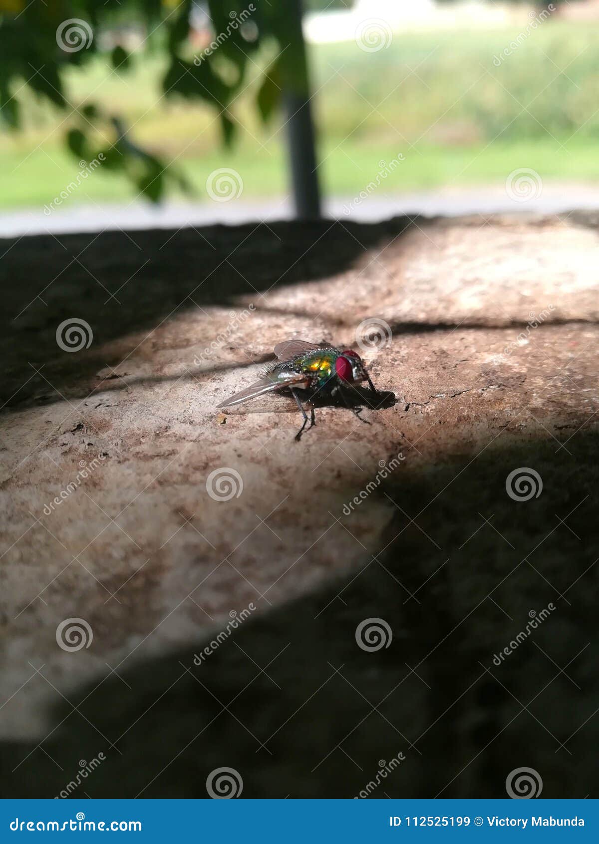 The fly stock image. Image of eyes, ugly, african - 112525199
