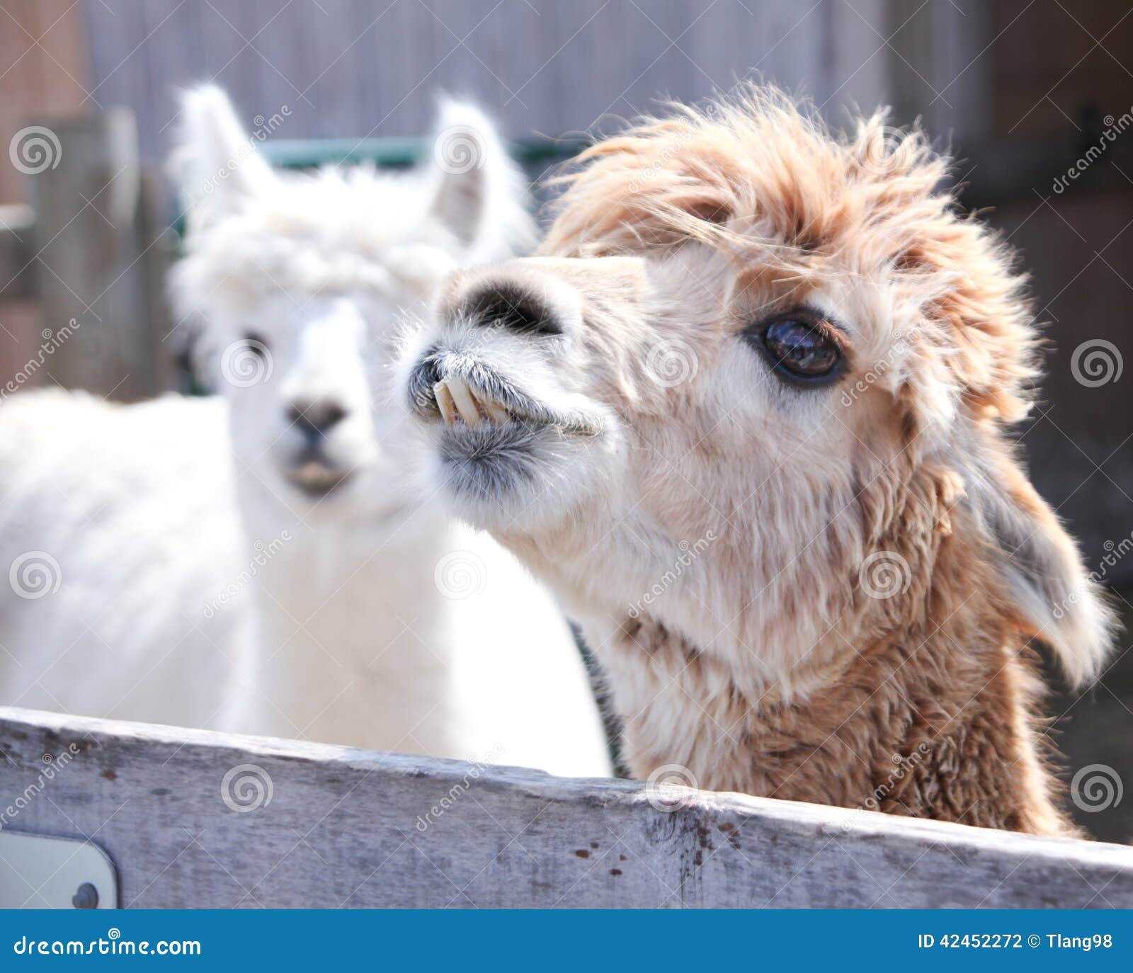 Ugly Alpaca stock photo. Image of underbite, smile, cute - 42452272