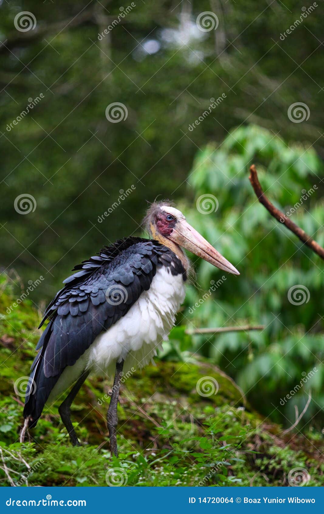 Ugly Bird stock photo. Image of ugly, feathers, long - 14720064