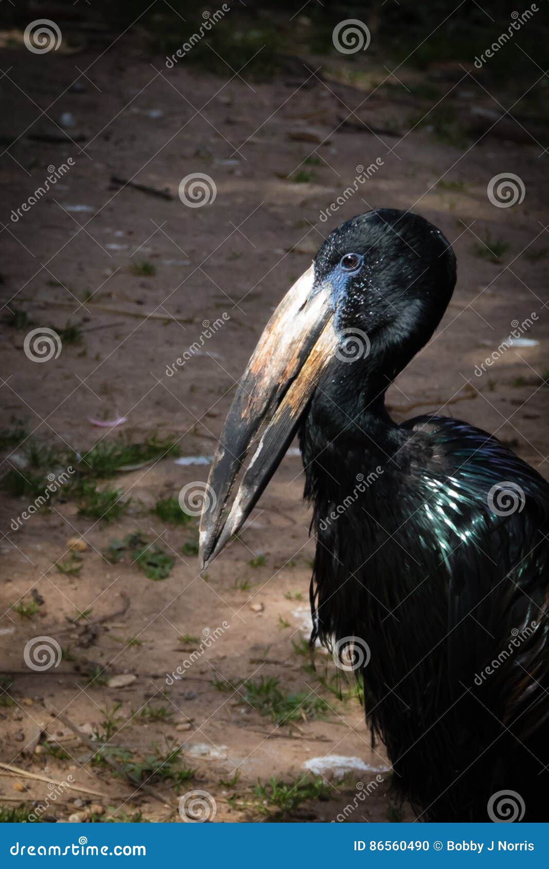 Ugly Bird with a Large Beak Stock Photo - Image of black, ugly: 86560490