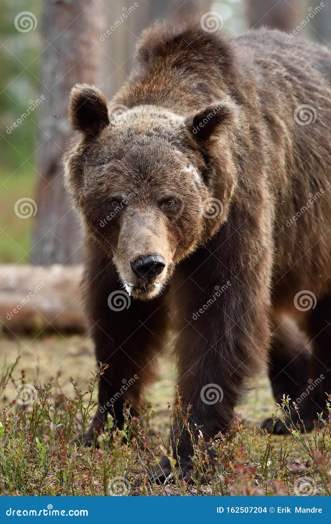 Ugly Brown Bear Portrait. Bear Portrait in Forest Stock Photo - Image ... Ugly Brown Bear Portrait. Bear Portrait in Forest Stock Photo - Image ...