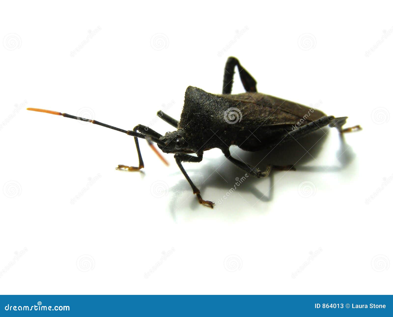 Ugly Bug stock image. Image of flying, scary, black, beetle - 864013