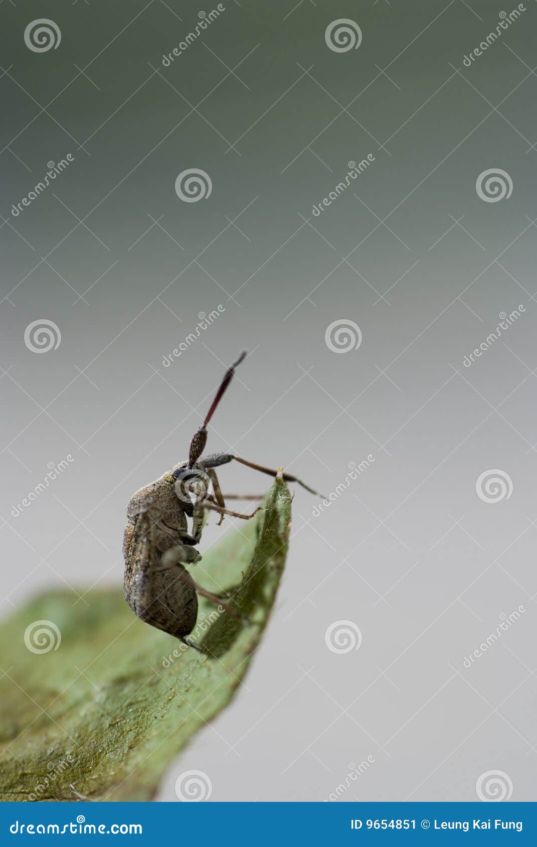 Ugly bug stock image. Image of hard, isolated, white, branch - 9654851