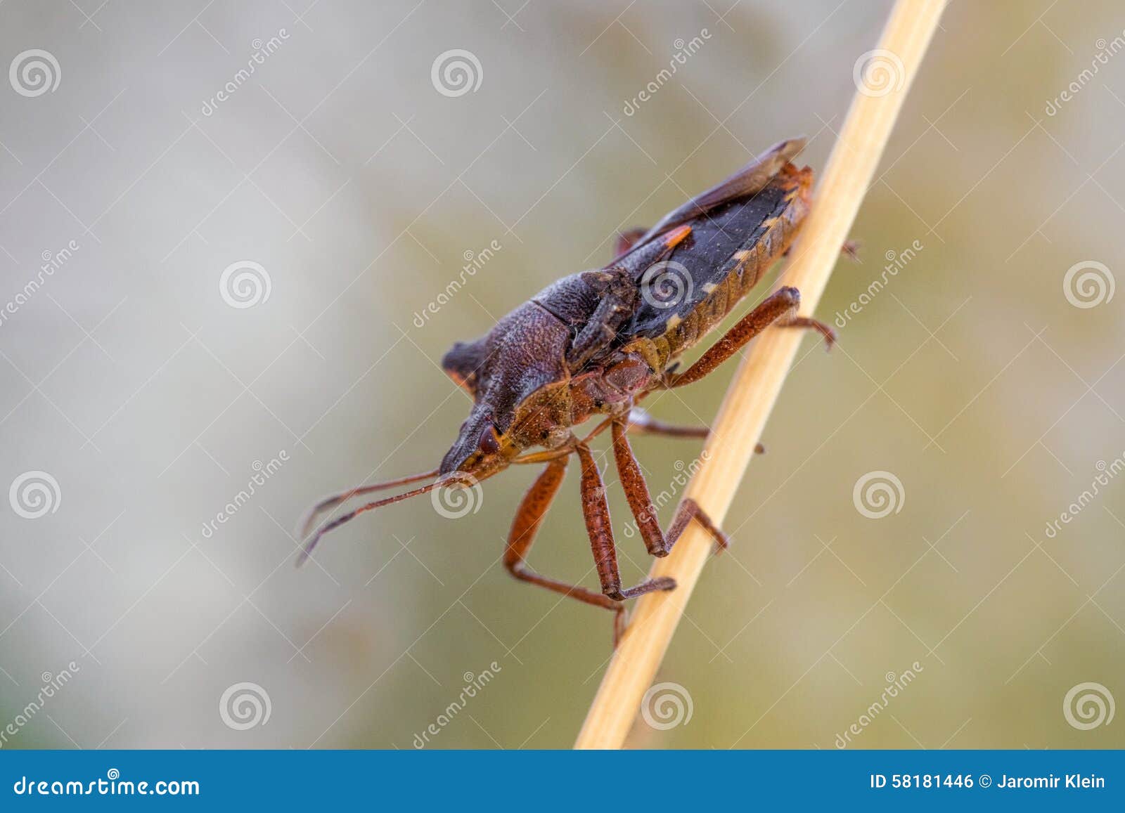 Ugly Bug on a Blade stock photo. Image of wildlife, ugly - 58181446