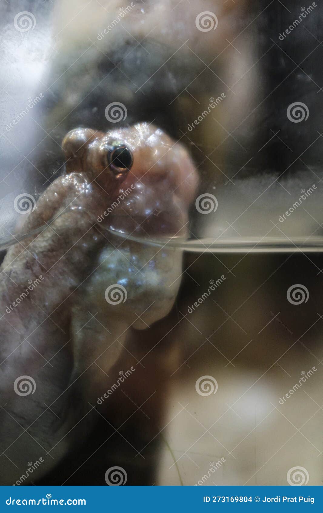 Burrowfish Stock Photos - Free & Royalty-Free Stock Photos from Dreamstime