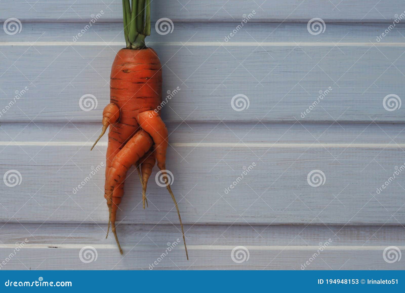 Carrot Genetic Modified Stock Photo | CartoonDealer.com #19105368