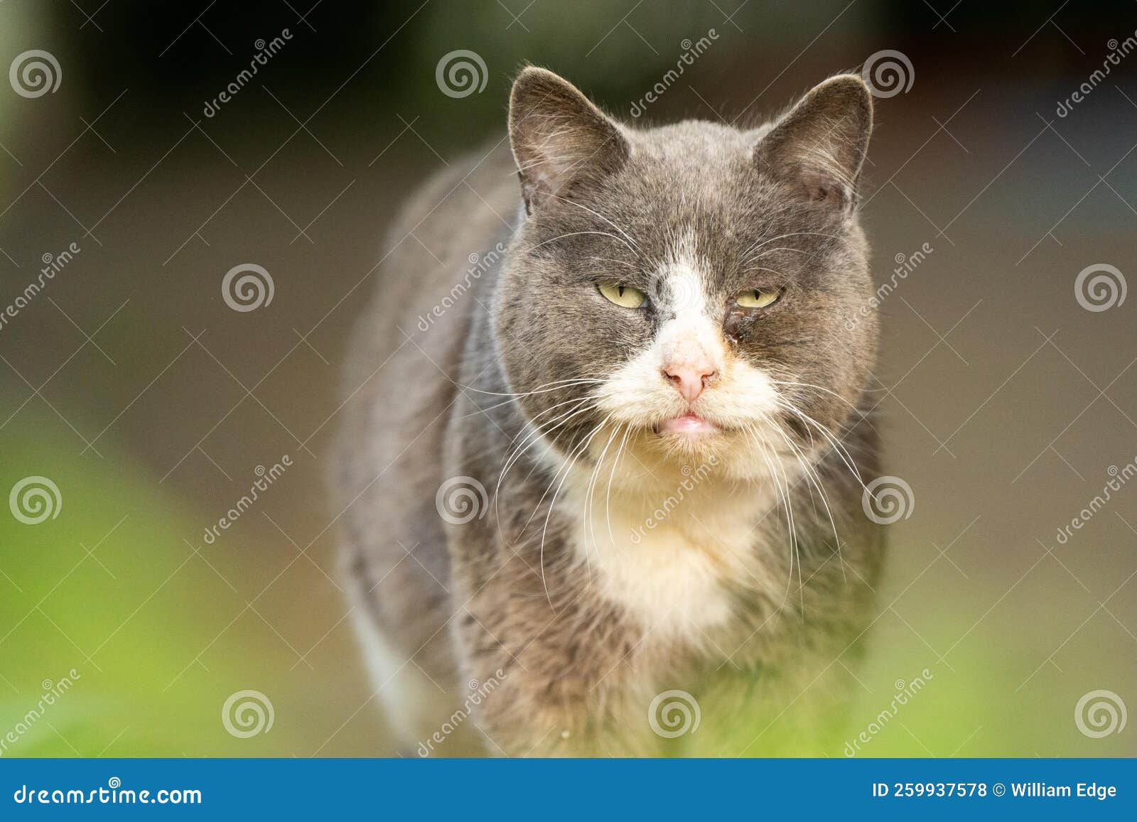 Ugly Cat Looking at the Camera. Grey and White Cat, White Neck Stock ...