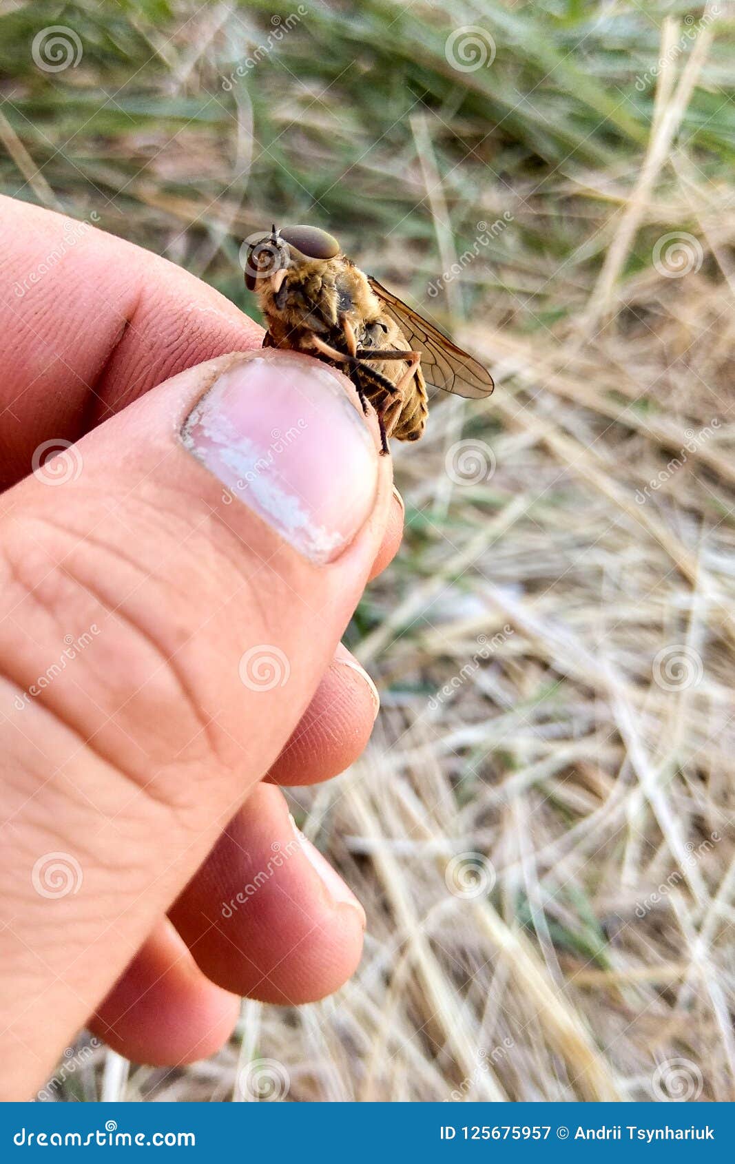 Ugly Diptera Fly Insect on White Background Stock Image - Image of hand ...