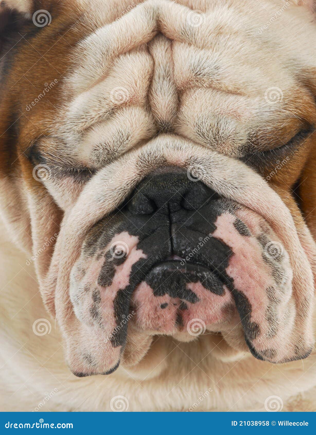 Ugly dog stock photo. Image of breed, bulldog, small - 21038958