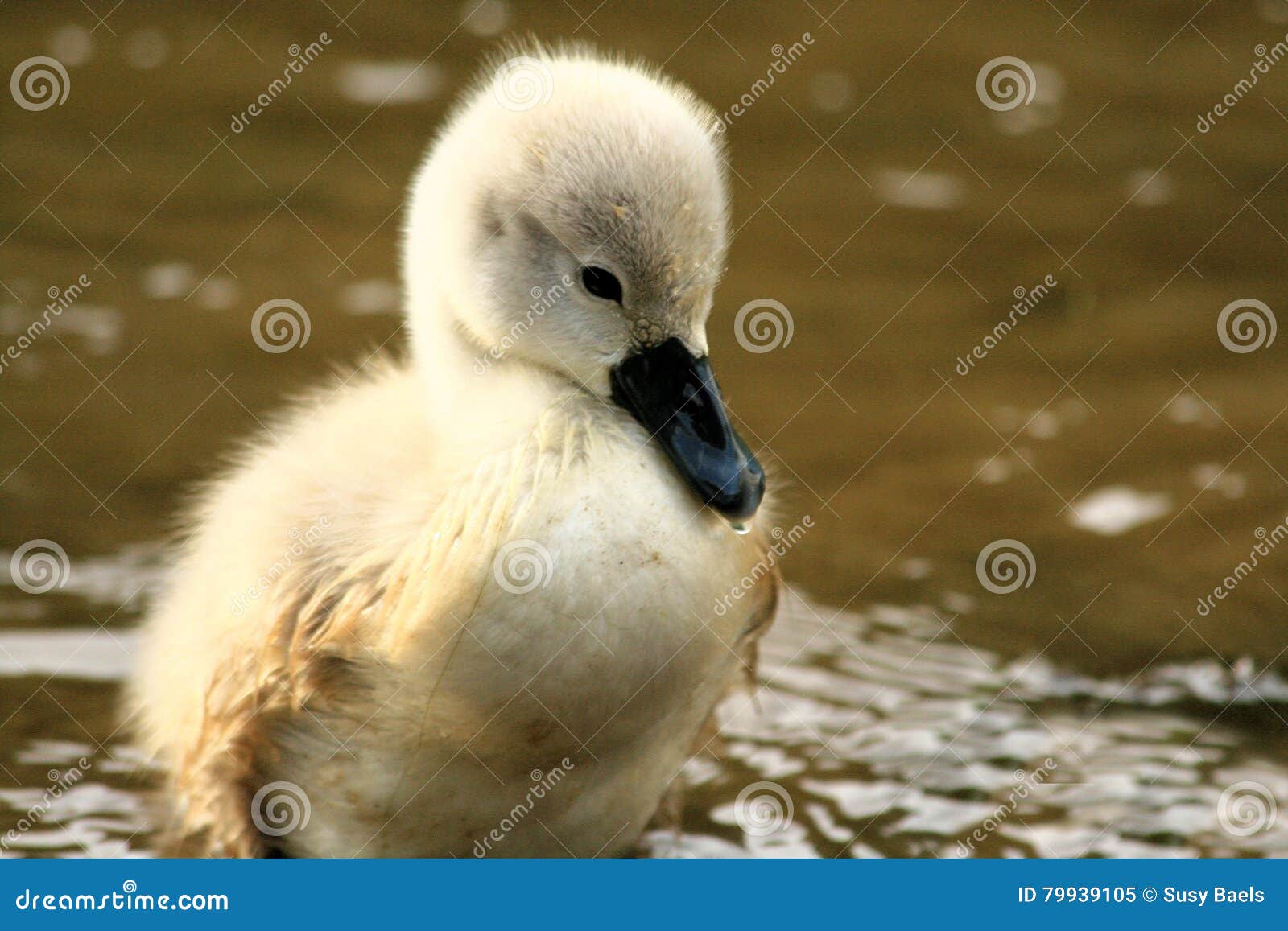 Ugly duckling stock image. Image of closeup, head, water - 79939105
