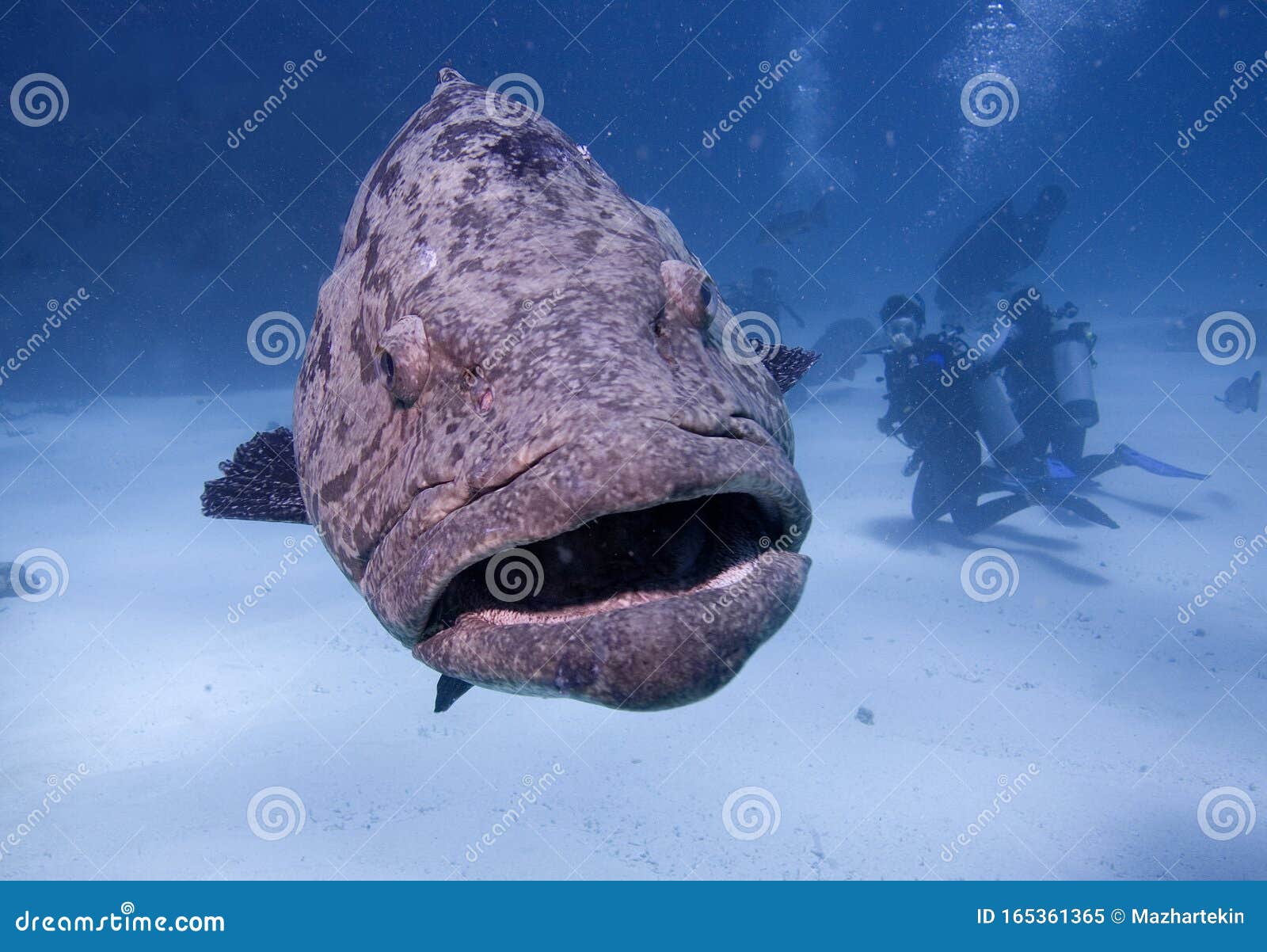 The Ugly-faced Fish Show on the Maldives 库存图片 - 图片 包括有 显示, 表面: 165361365