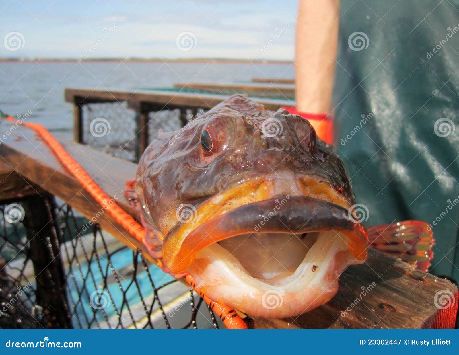Ugly Fish stock image. Image of island, ugly, live, atlantic - 23302447