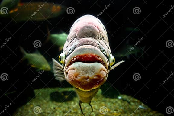Ugly fish stock image. Image of sharp, monstrous, moray - 5296319