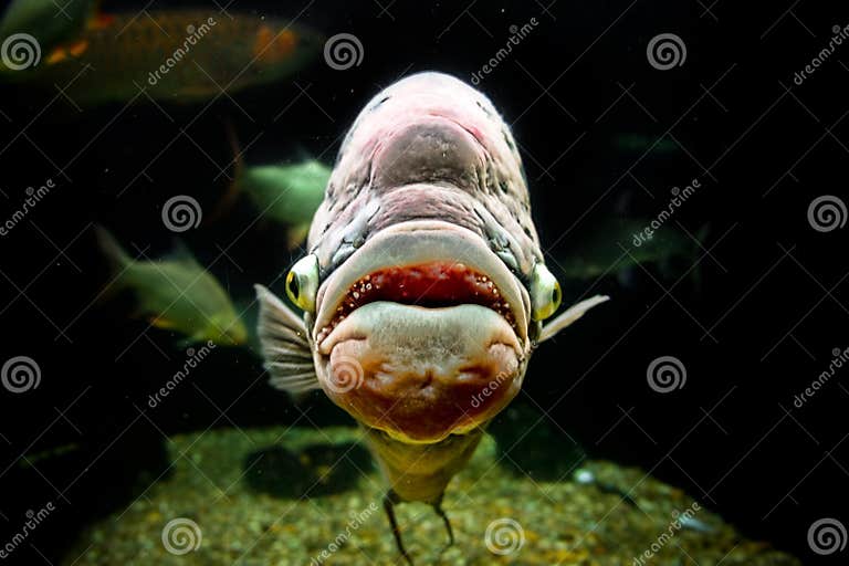 Ugly fish stock image. Image of sharp, monstrous, moray - 5296319