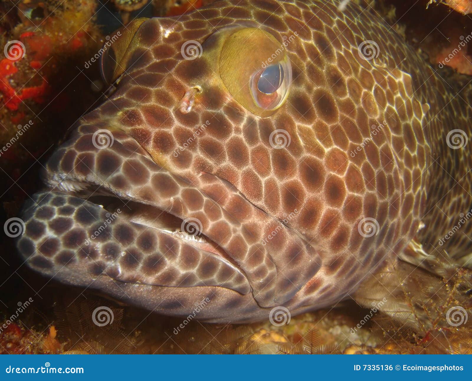Ugly Fish stock photo. Image of fish, diving, colour, tourism - 7335136