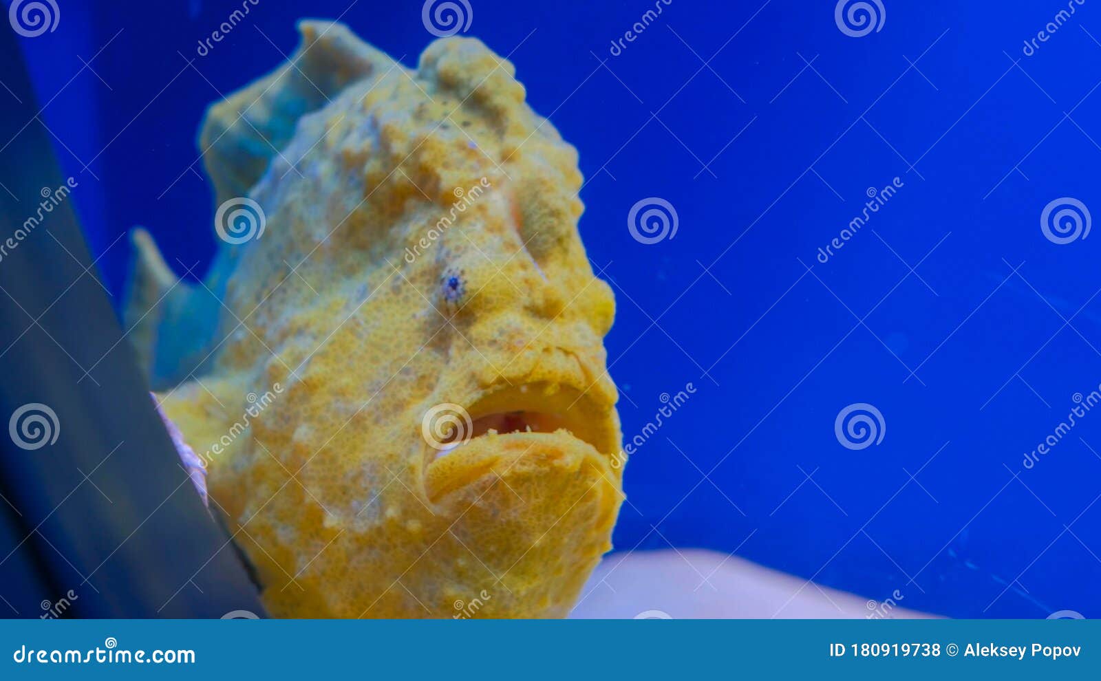 Ugly Fish Royalty-Free Stock Image | CartoonDealer.com #6807766