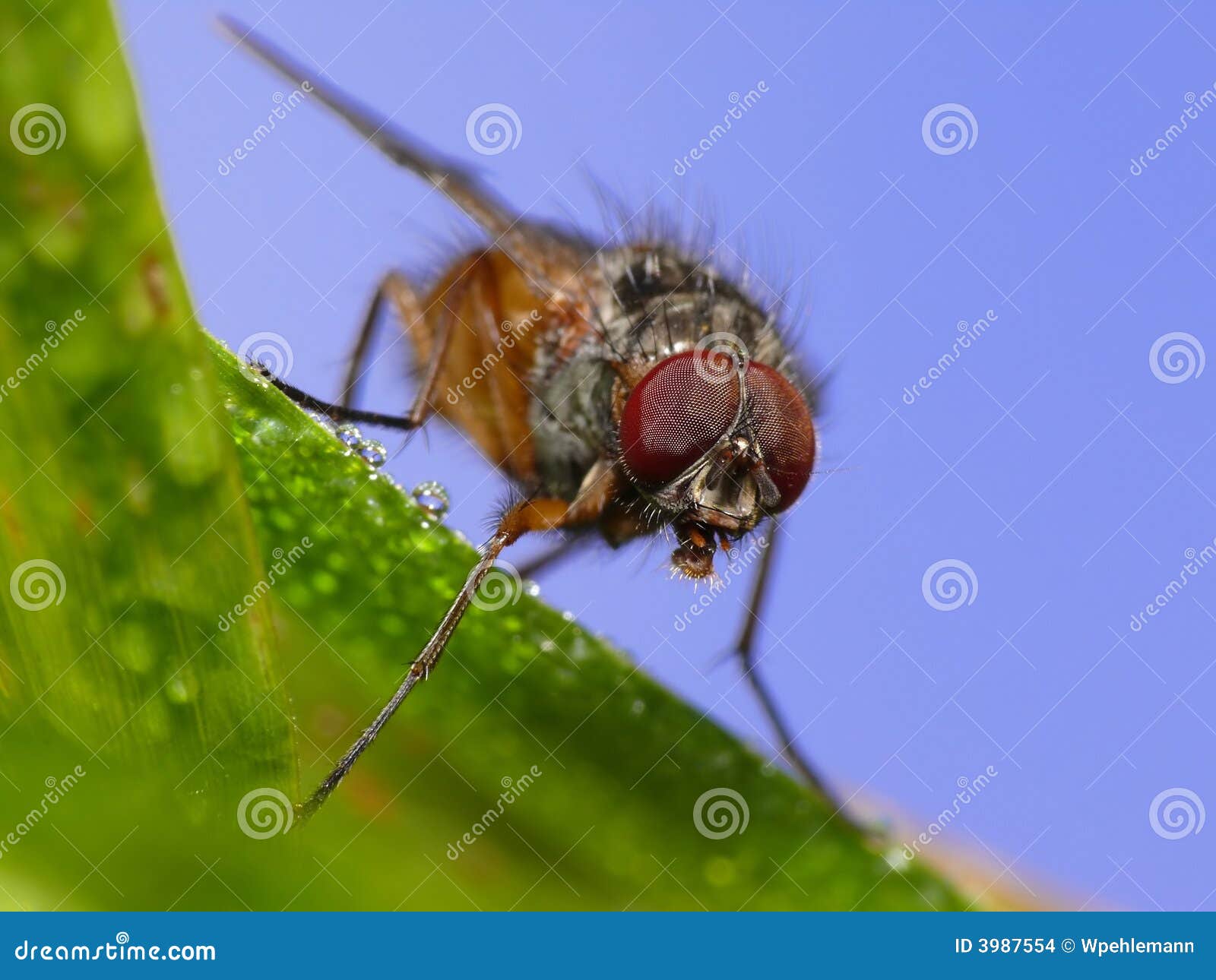 Ugly fly stock photo. Image of insect, wings, closeup - 3987554