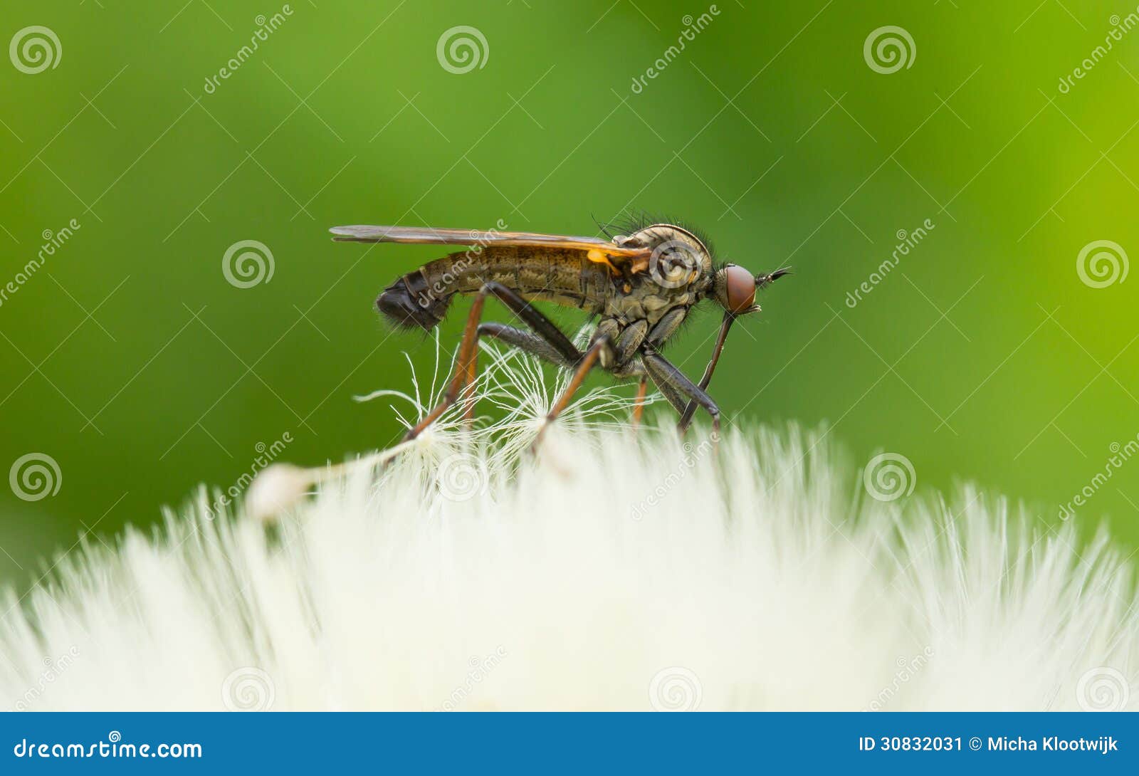 Ugly Fly Sitting on an Hawkbit Stock Image - Image of natural, blossom ...